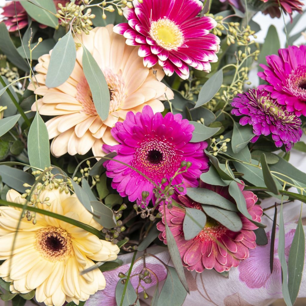 Gerbera Mix - Alistair Floral Design