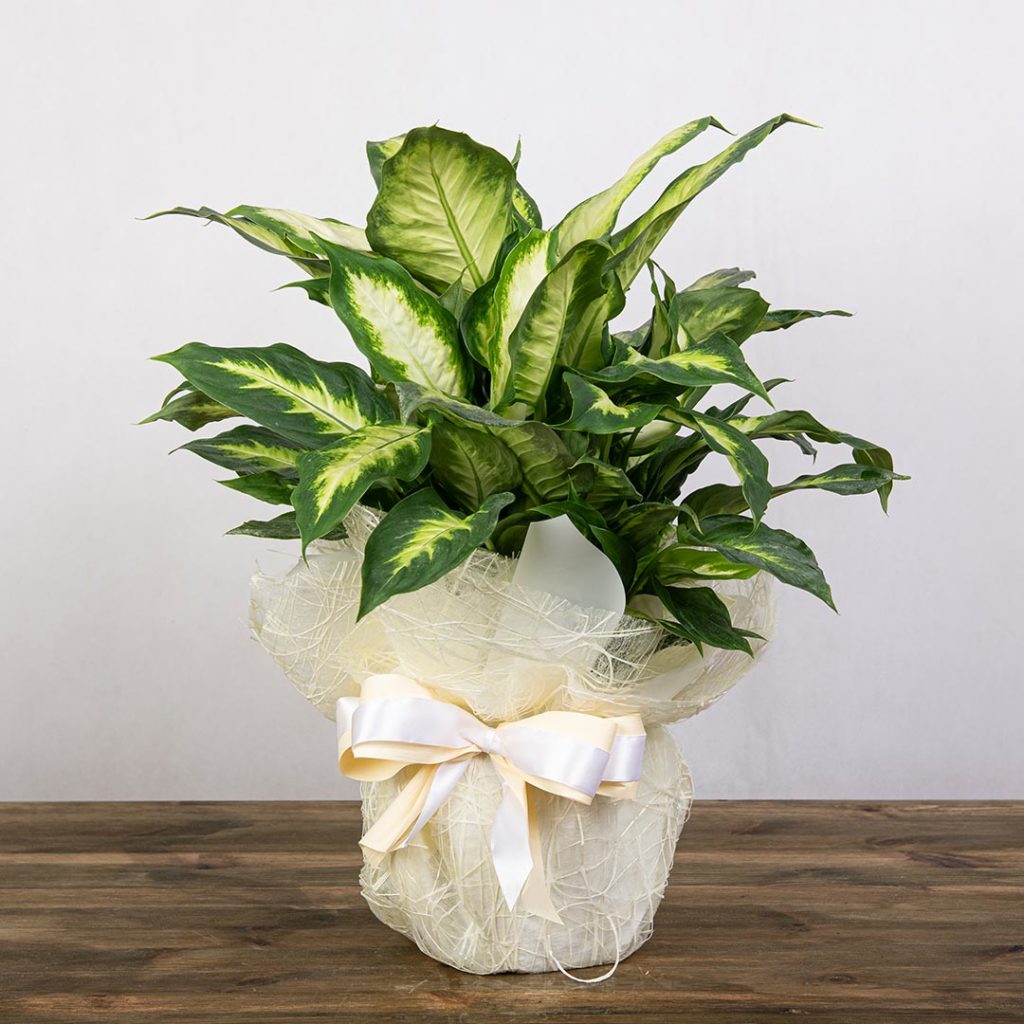 Dieffenbachia Plant the Perfect Plant for a Gift - Alistair Floral Design